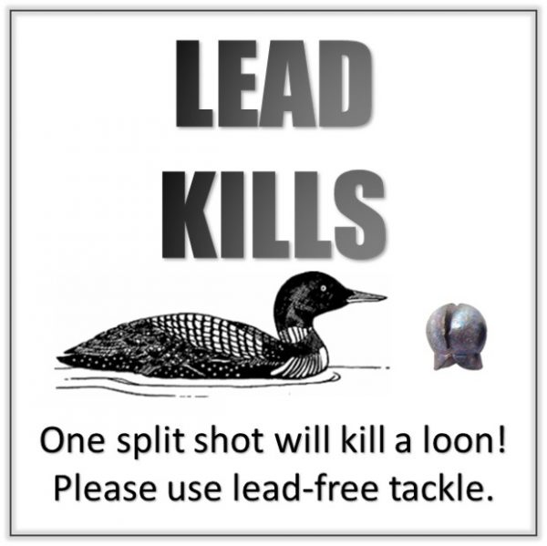 Loon Found Dead on the Lake | Watchic Lake Association