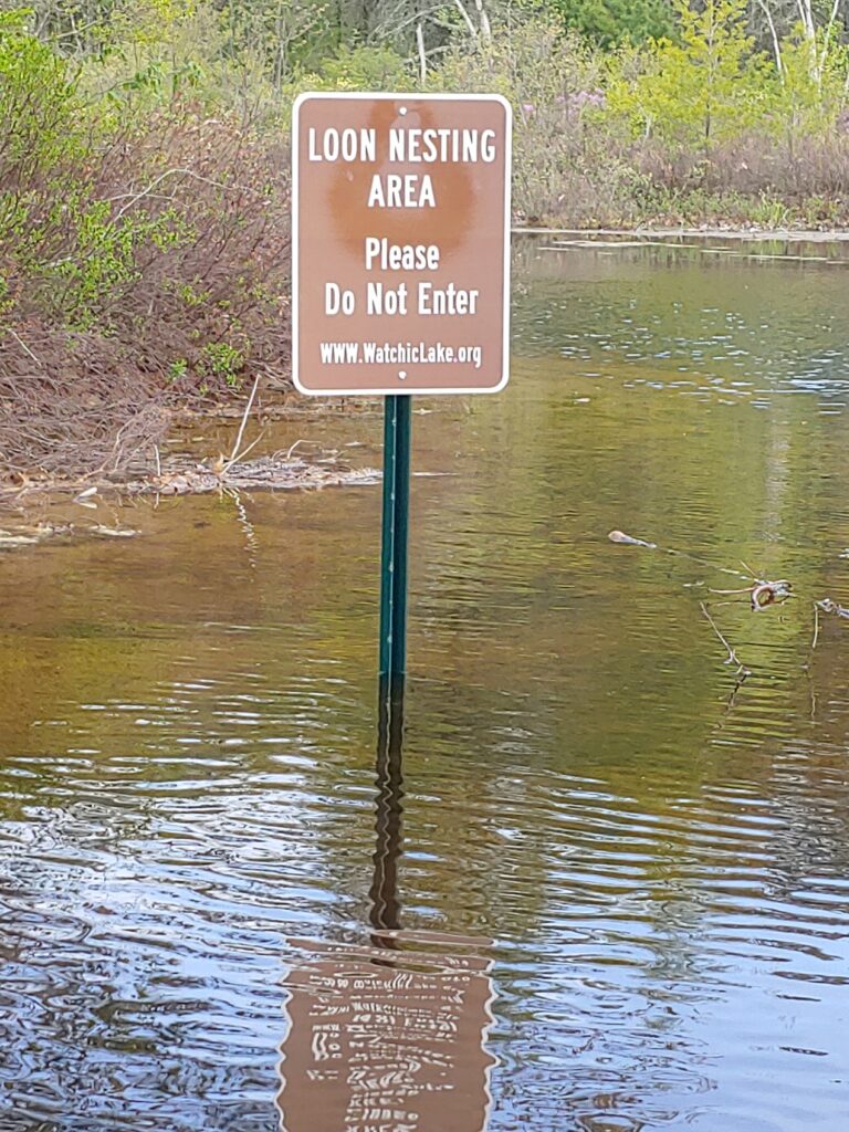 New Loon Nesting Raft at Paine Brook | Watchic Lake Association