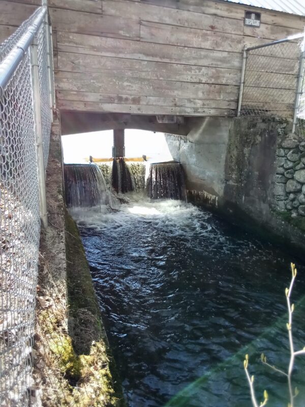 Watchic Lake Association | Volunteers protecting and improving Watchic Lake