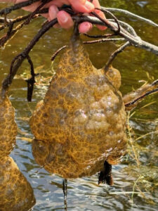 What’s in the water? Freshwater bryozoans! | Watchic Lake Association
