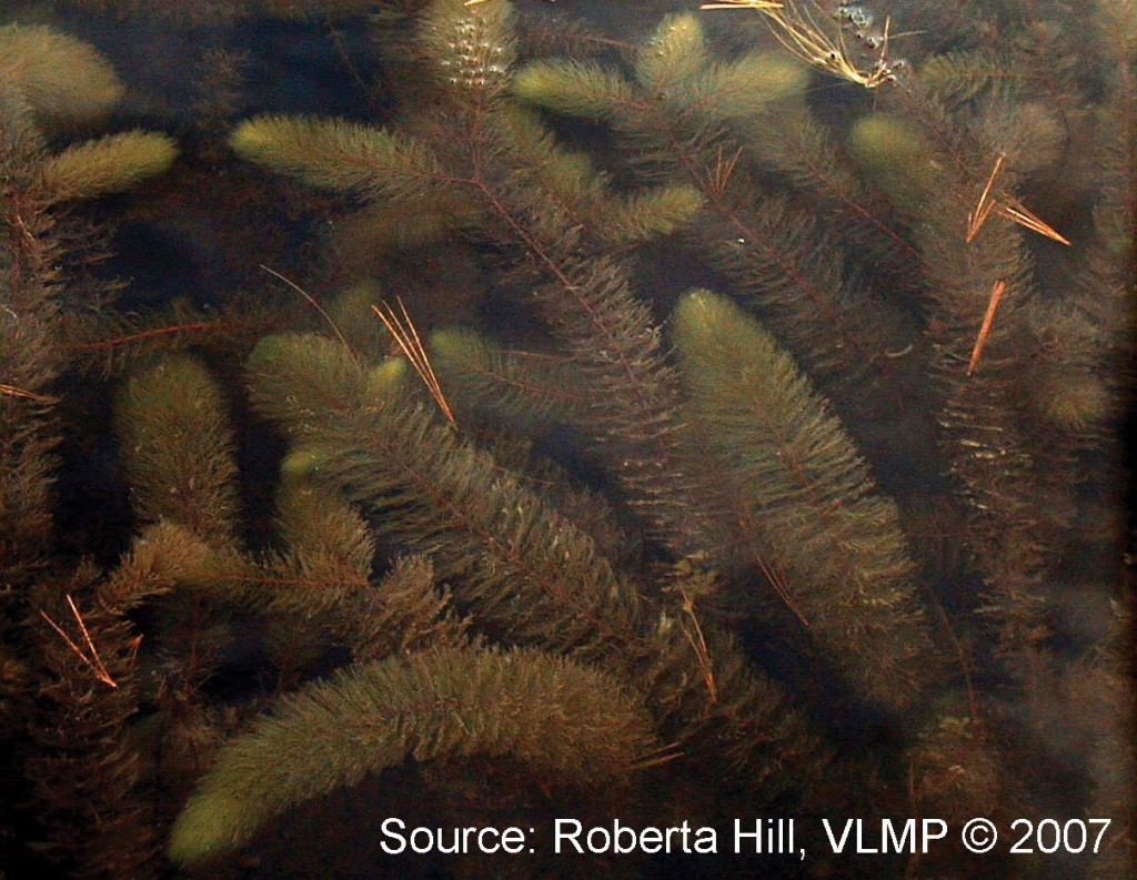 Invasive Milfoil Found on Long Lake Maine | Watchic Lake Association